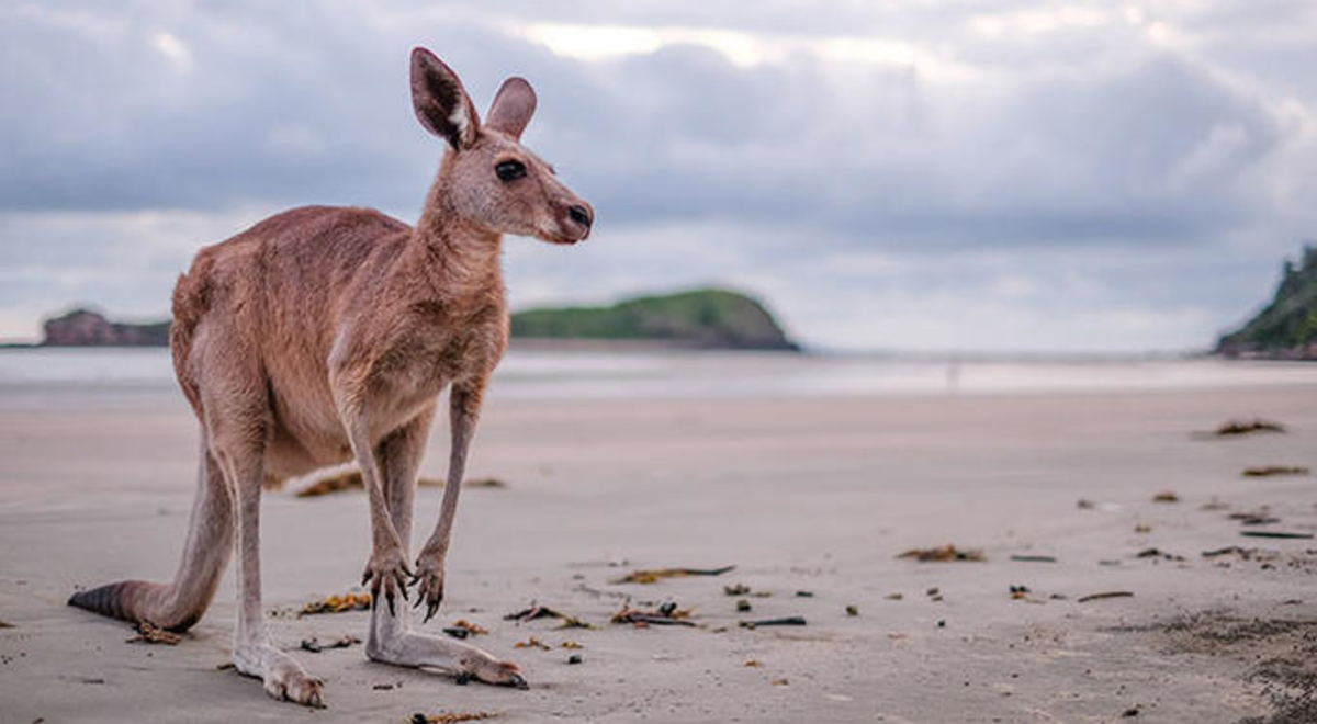 Our Favourite Australian Beach for Kangaroo Encounters | Flight Centre UK