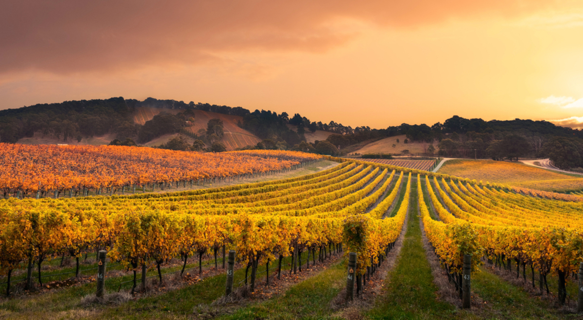 A local’s guide to the Barossa Valley in South Australia | Flight Centre NZ