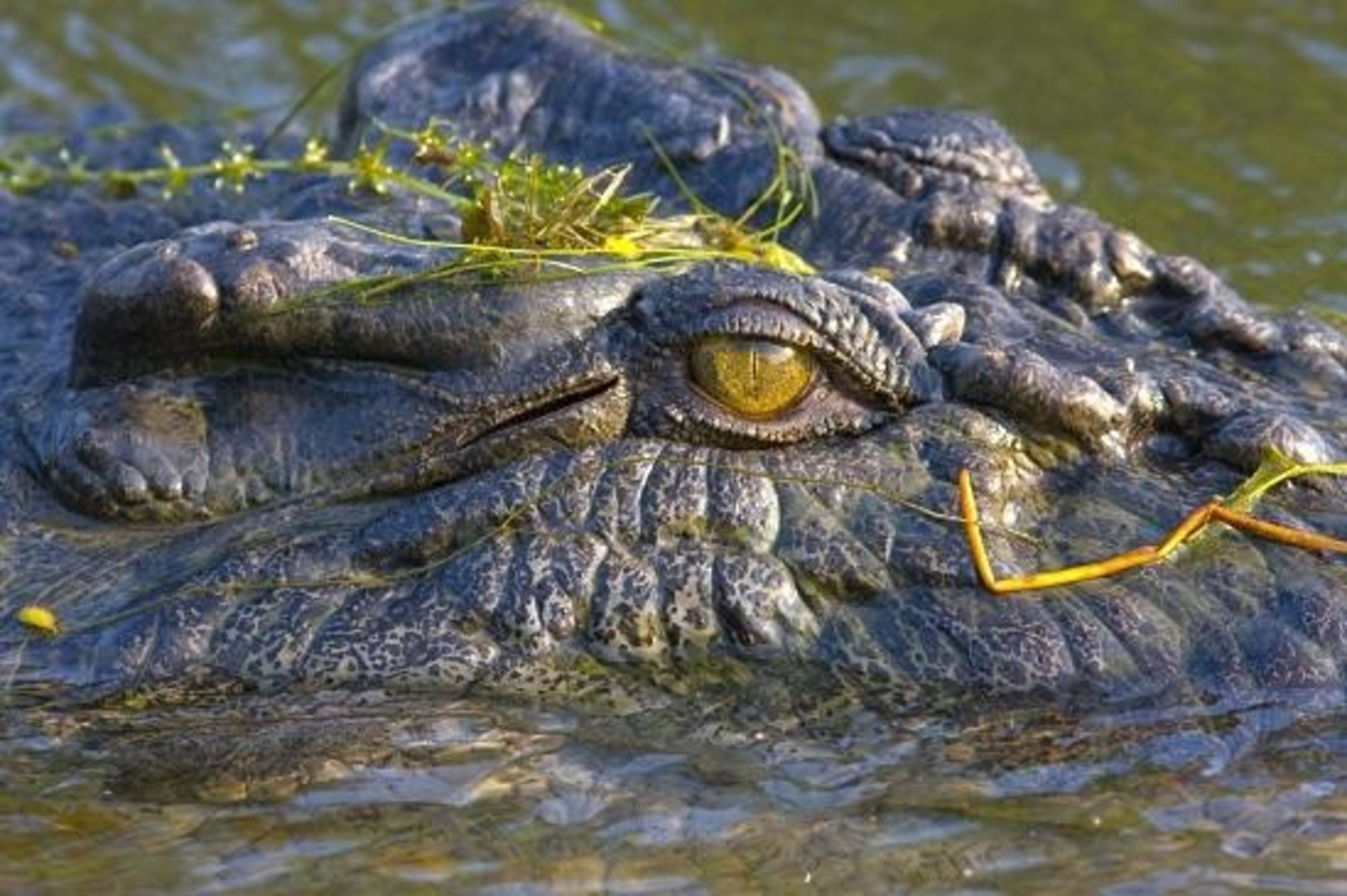 A Visitor’s Guide to Australian Animals | Flight Centre UK
