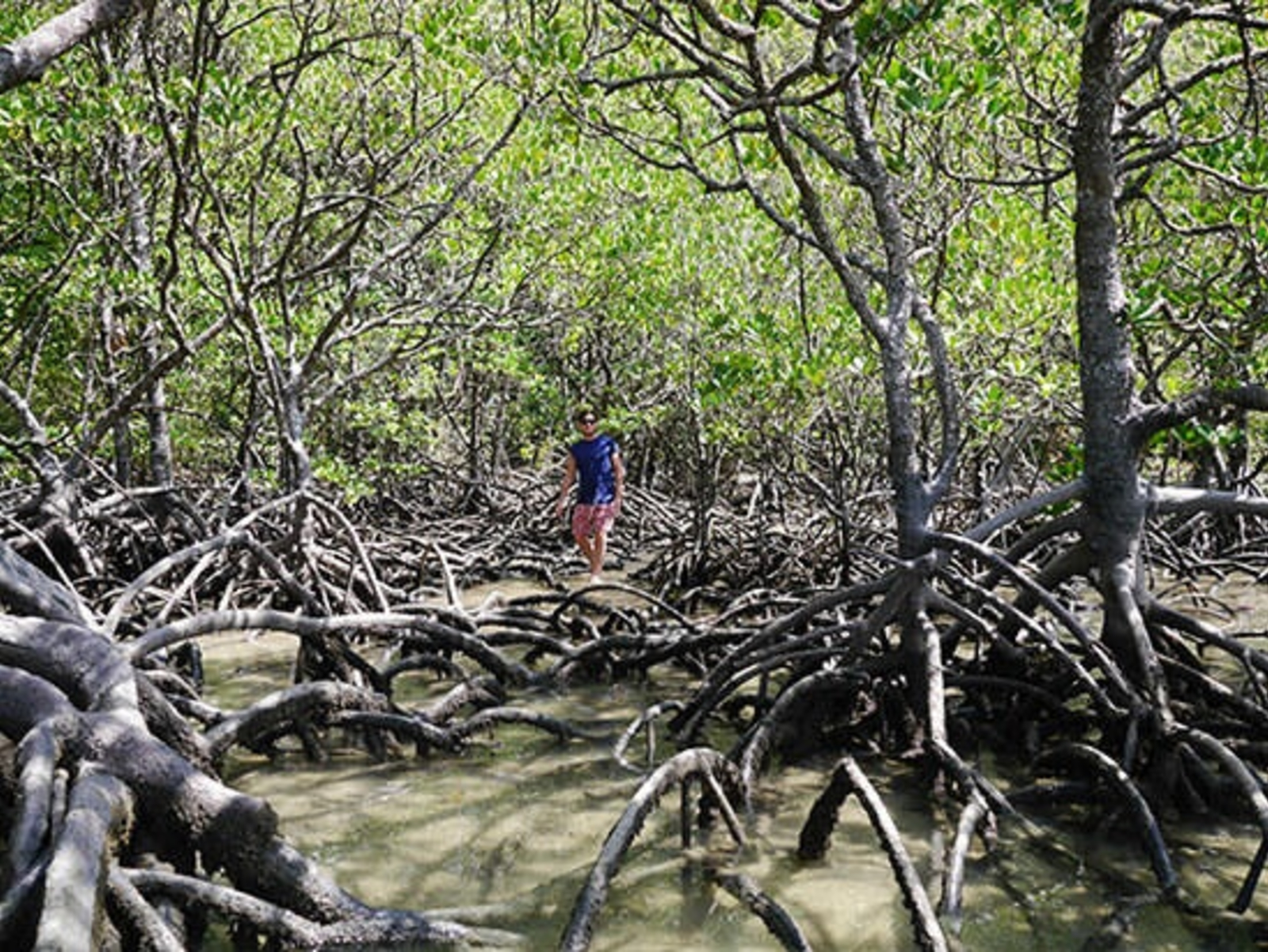 Green Giant: Discovering Australia's Daintree Rainforest | Flight Centre UK