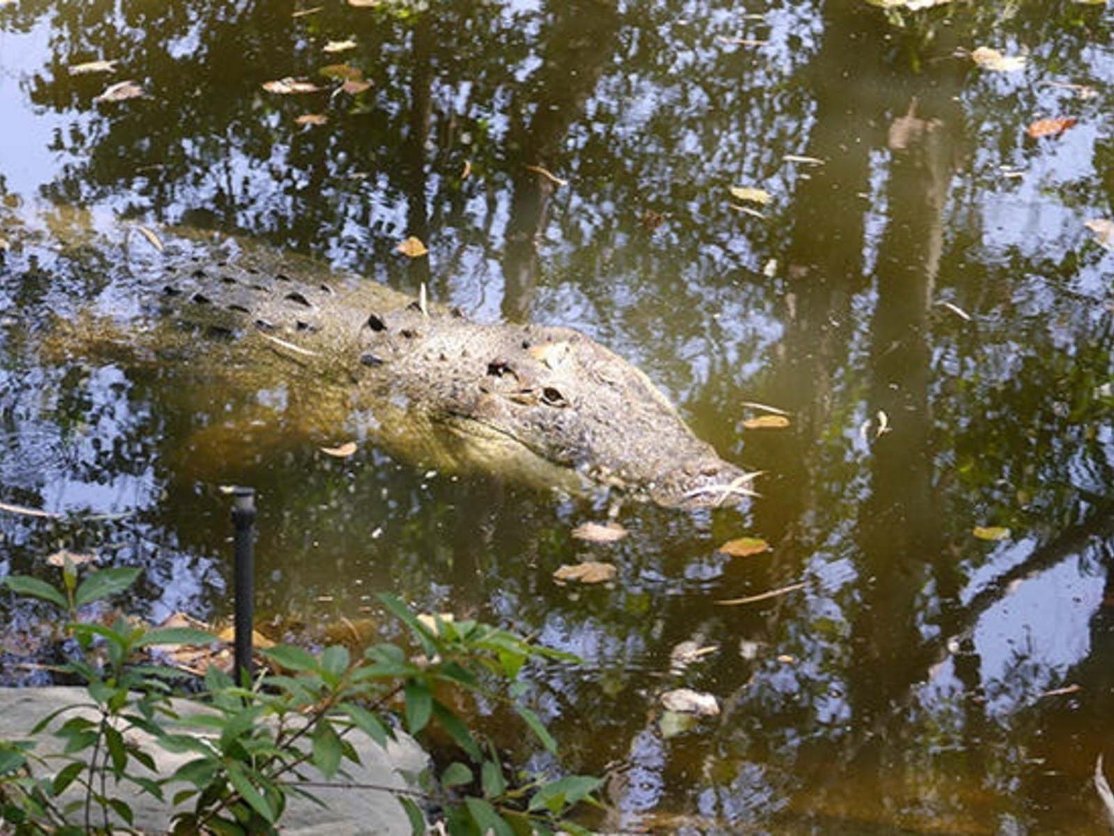 9 Must-See Animals in Far North Queensland | Flight Centre UK