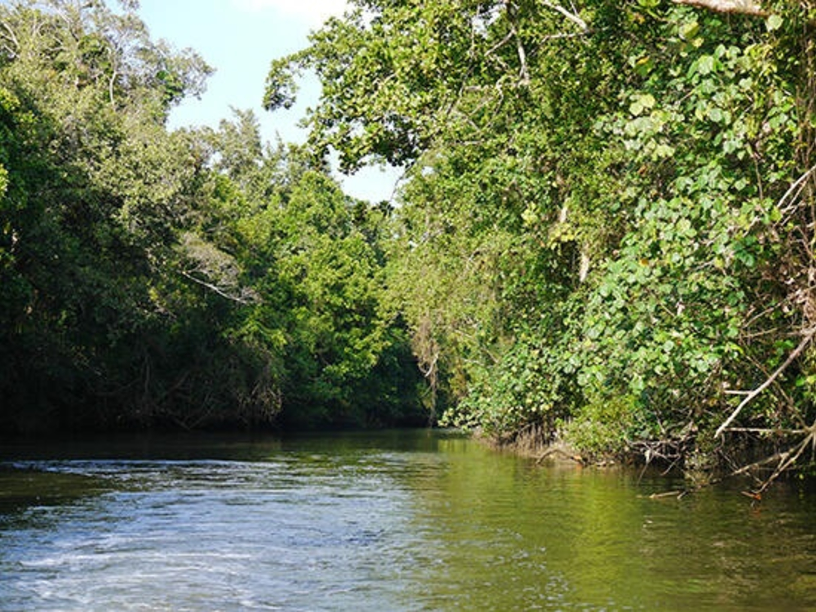 Green Giant: Discovering Australia's Daintree Rainforest | Flight Centre UK
