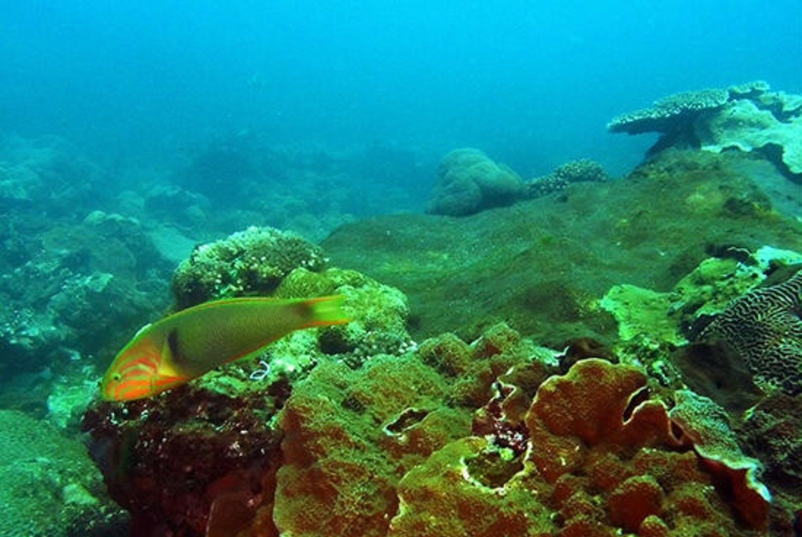 Beyond the Reef: 5 of Queensland's Alternative Dive Spots | Flight ...