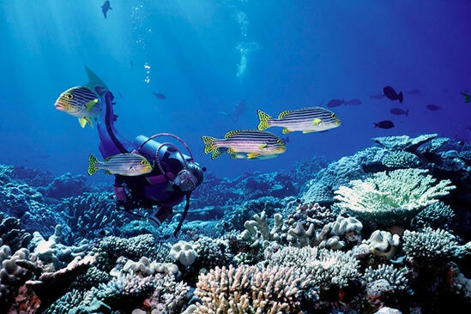 Indian Ocean Challenge: Maldives, Mauritius or Seychelles | Flight ...