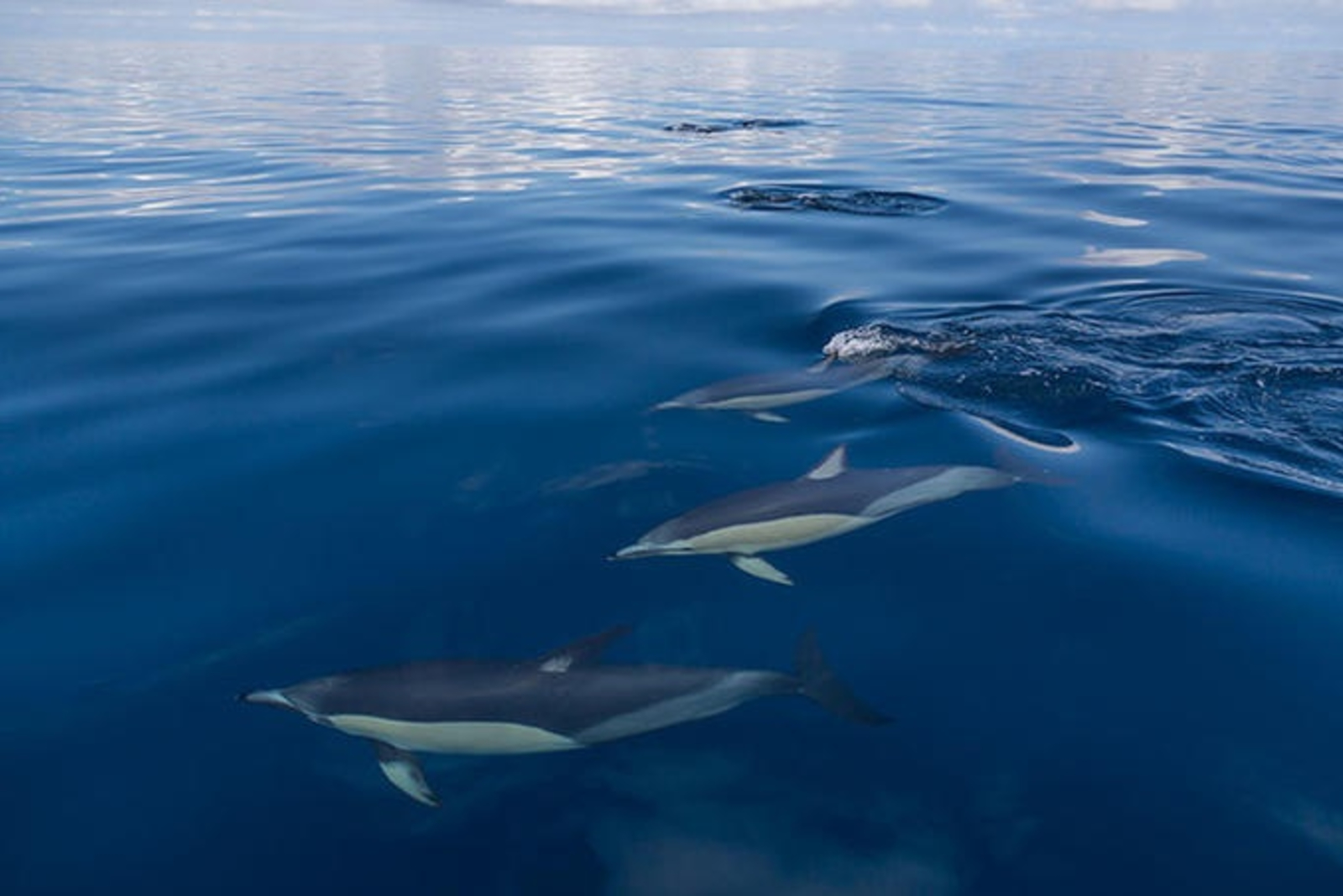The Best Places in the World to See Wild Dolphins | Flight Centre UK