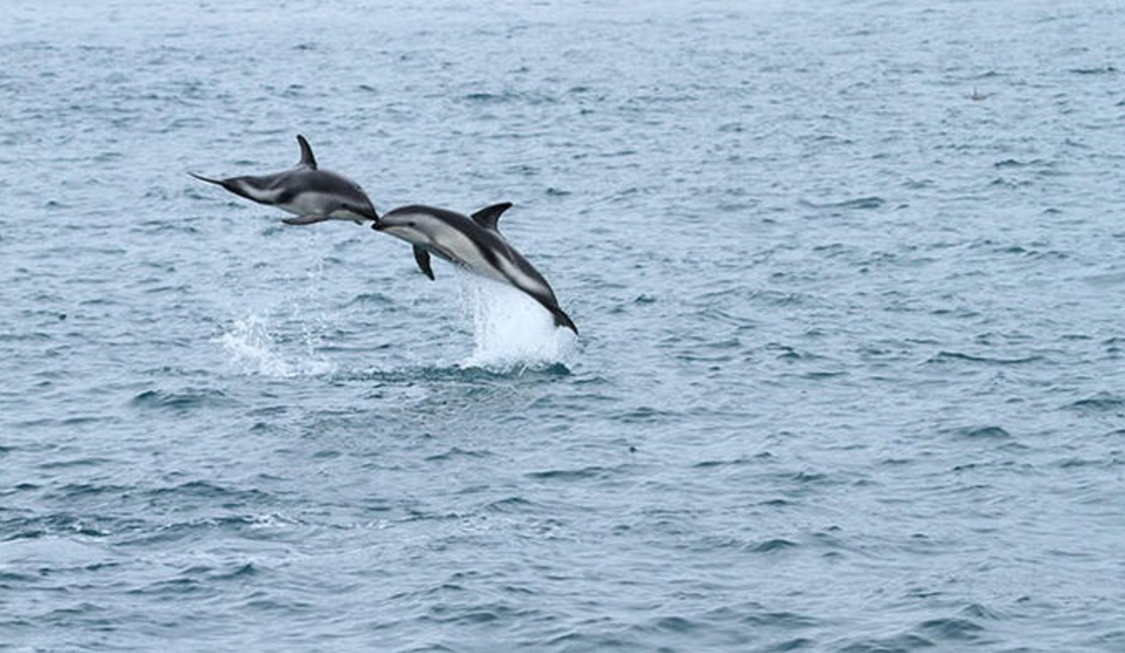 The Best Places in the World to See Wild Dolphins | Flight Centre UK