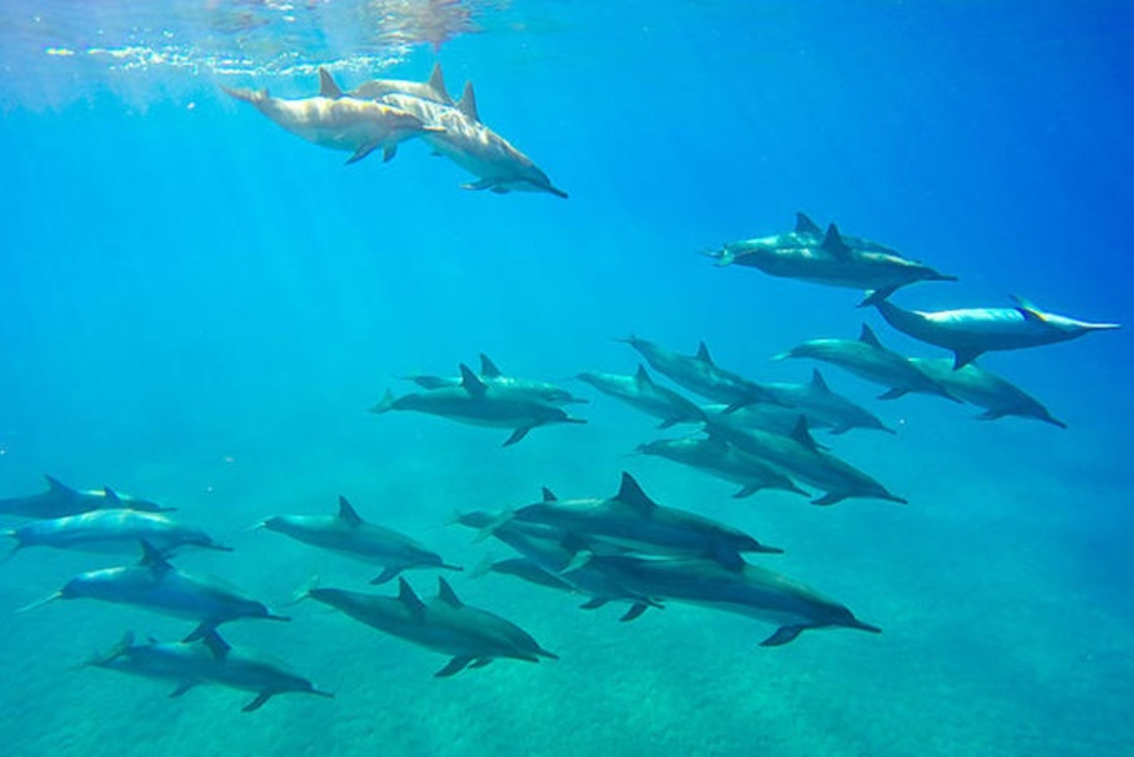 The Best Places in the World to See Wild Dolphins | Flight Centre UK