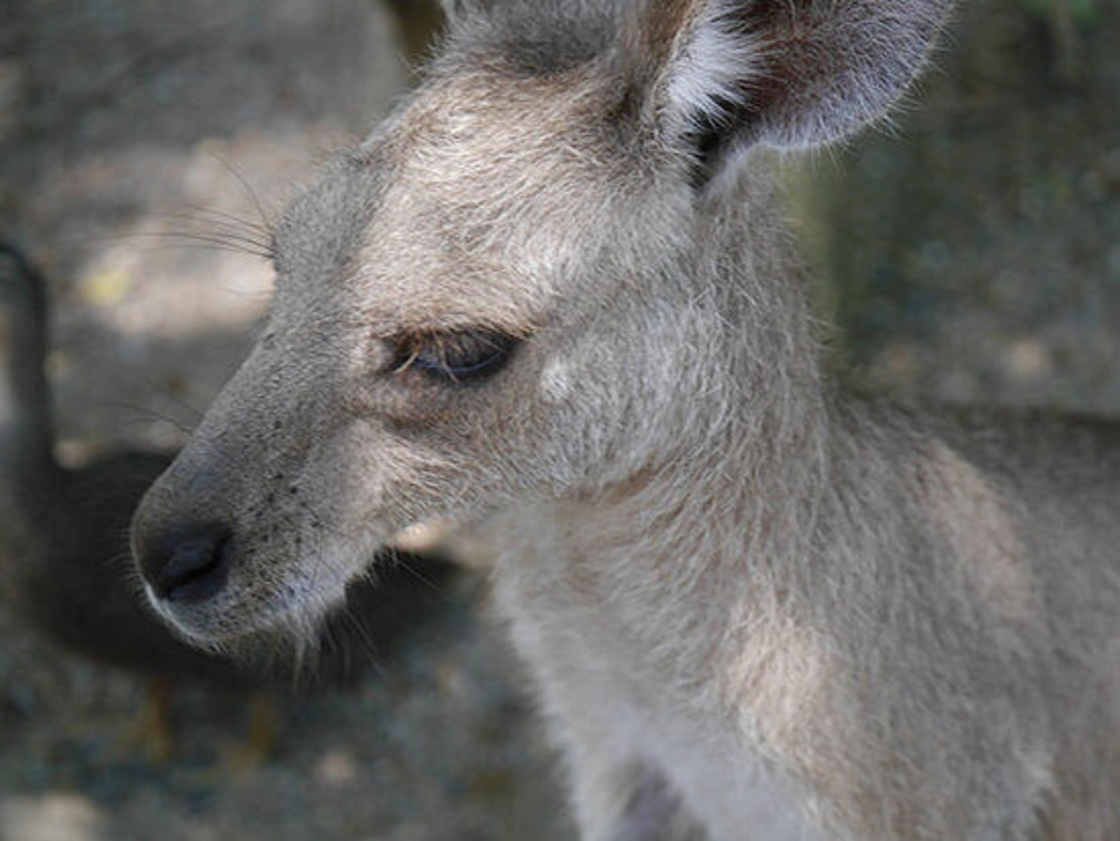 9 Must-See Animals in Far North Queensland | Flight Centre UK