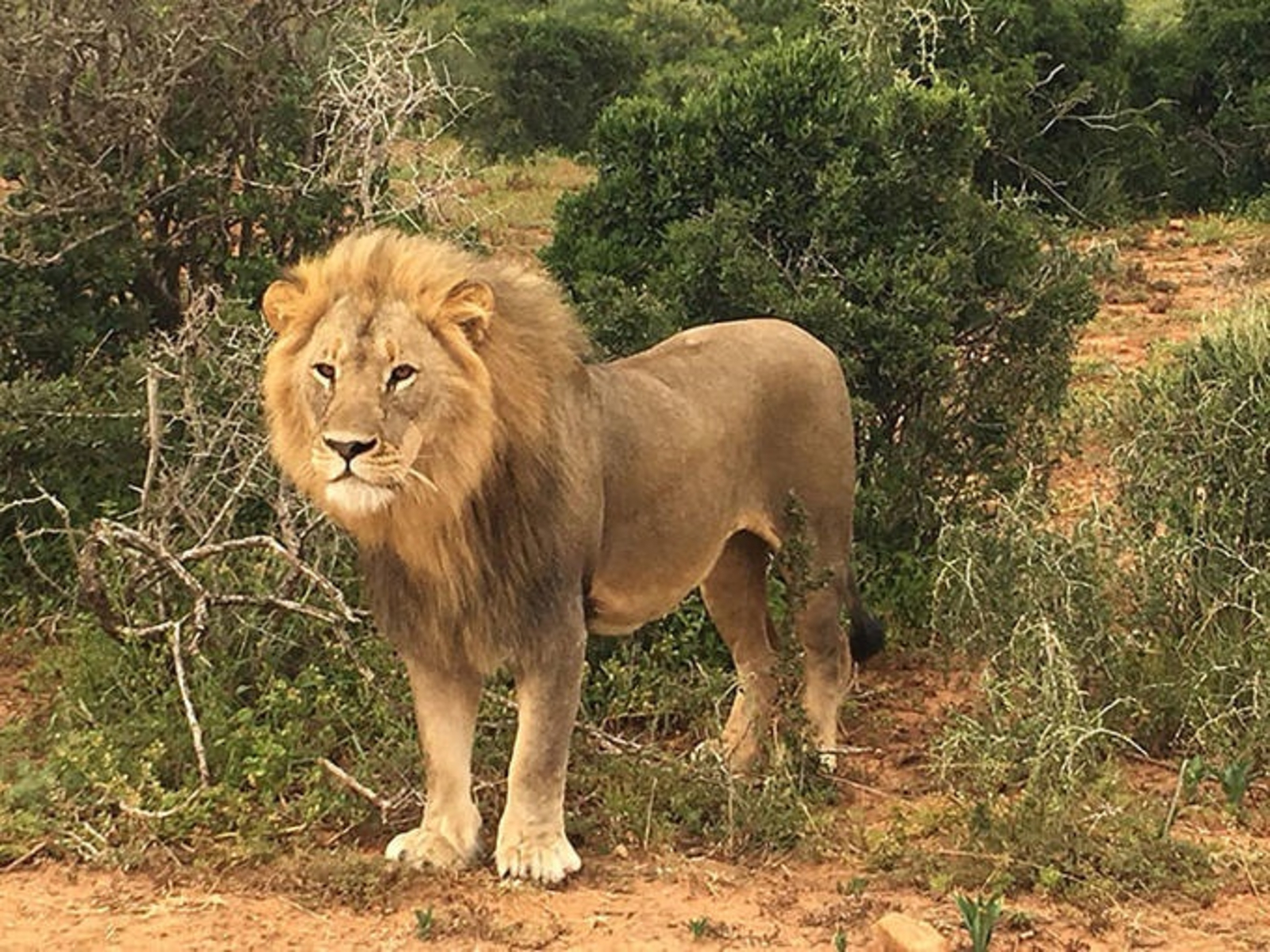 A Twin-Centre Honeymoon in South Africa and Mauritius | Flight Centre UK