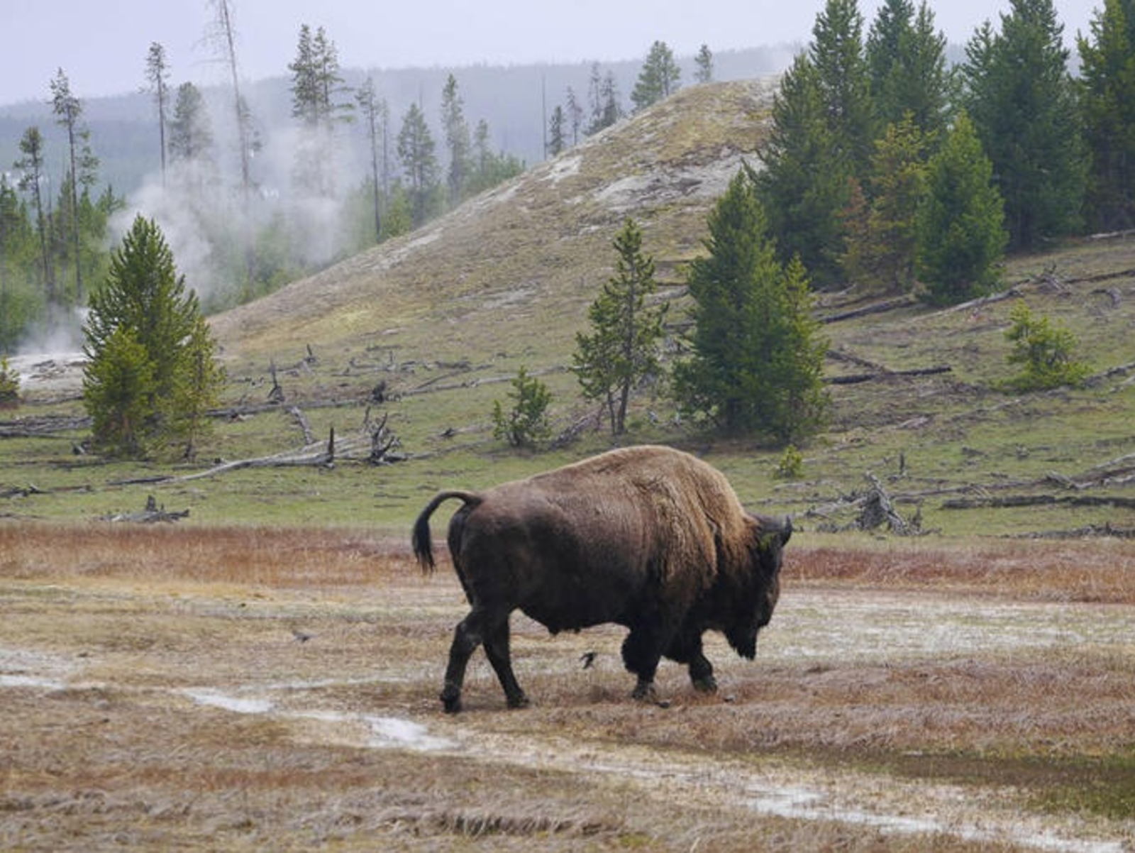 Discovering Yellowstone National Park | Flight Centre UK