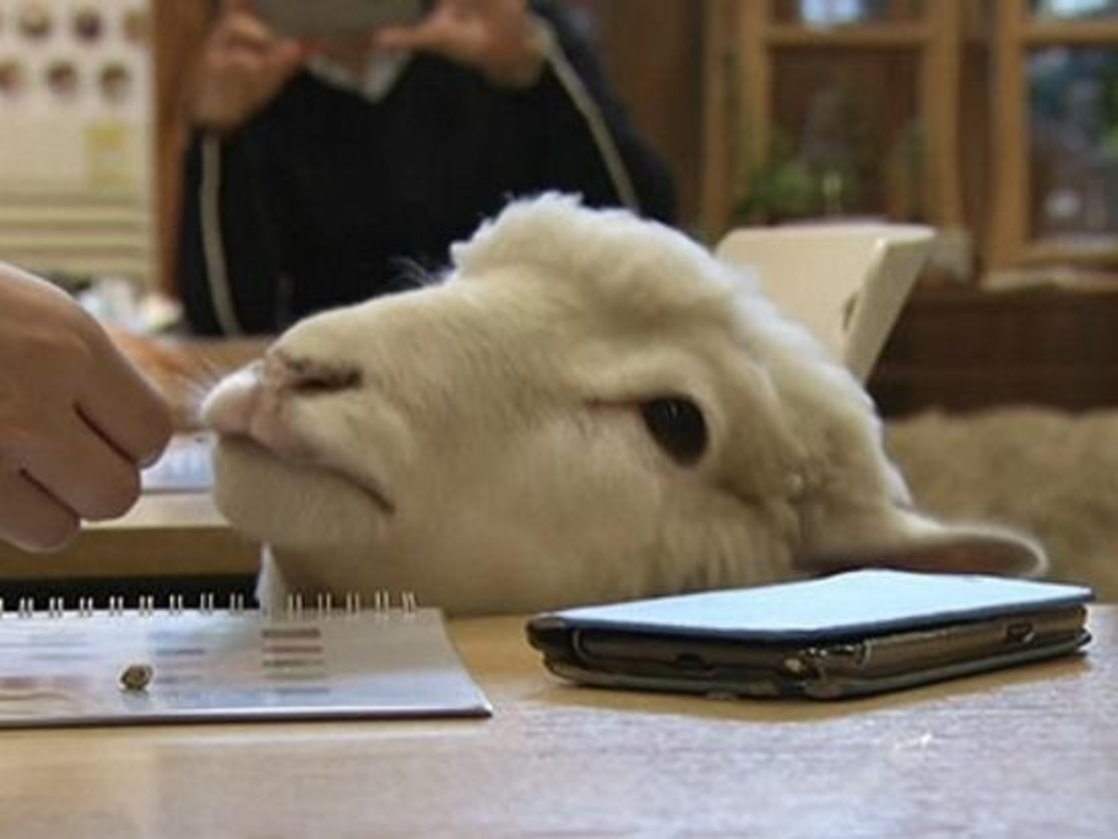 Animal Cafés: The World’s Newest Trend | Flight Centre UK