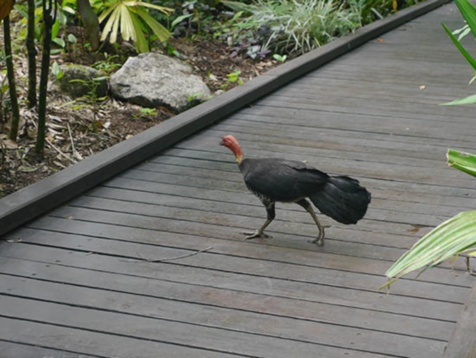 9 Must-See Animals in Far North Queensland | Flight Centre UK