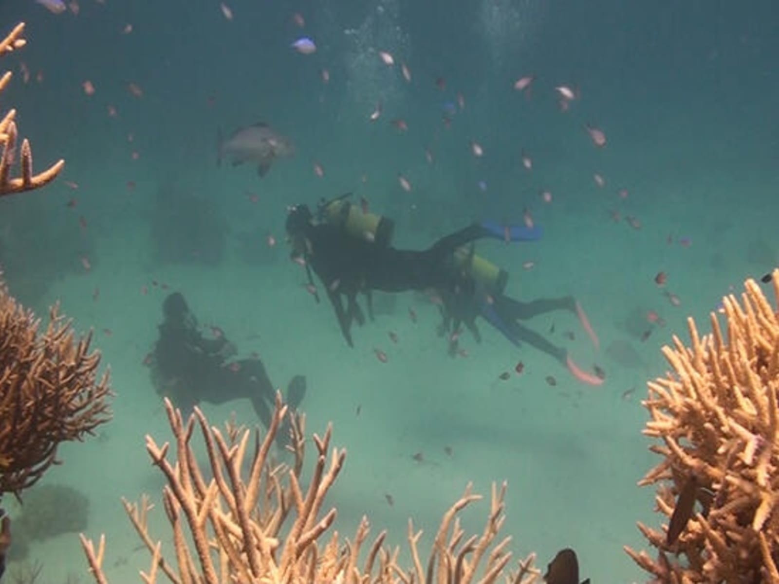 5 Ways to See the Great Barrier Reef | Flight Centre UK