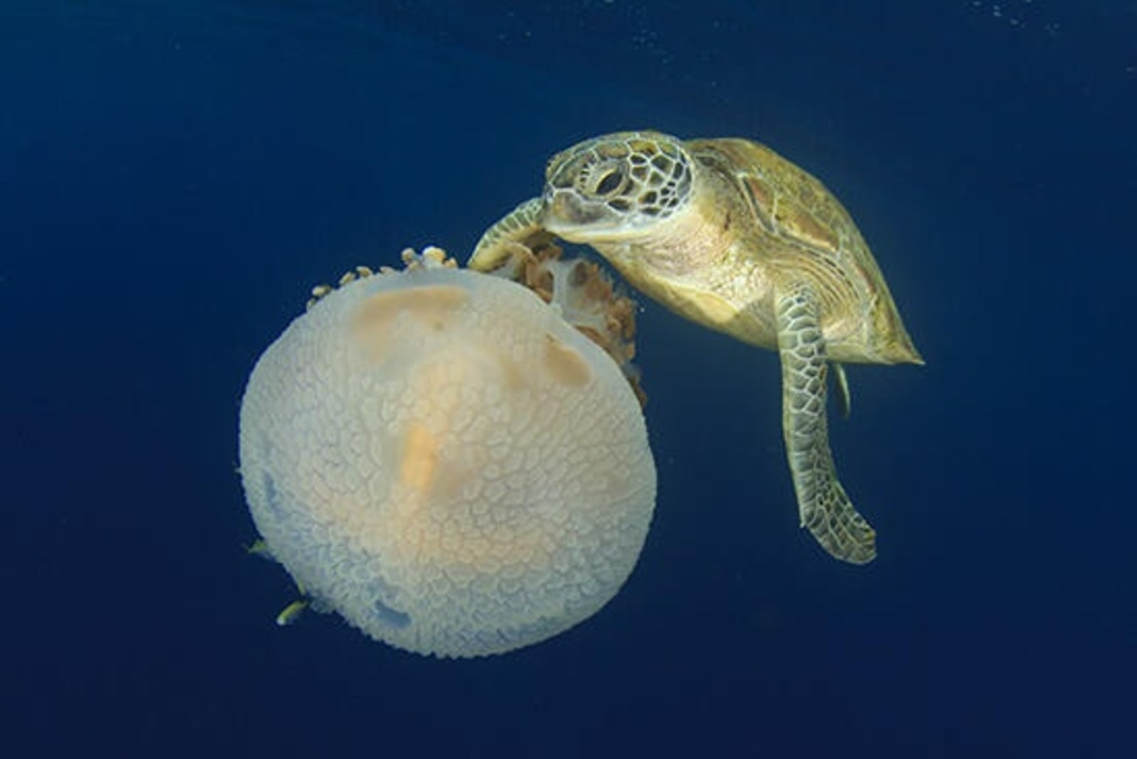 Bali’s Best Wildlife and Where to Find it | Flight Centre UK