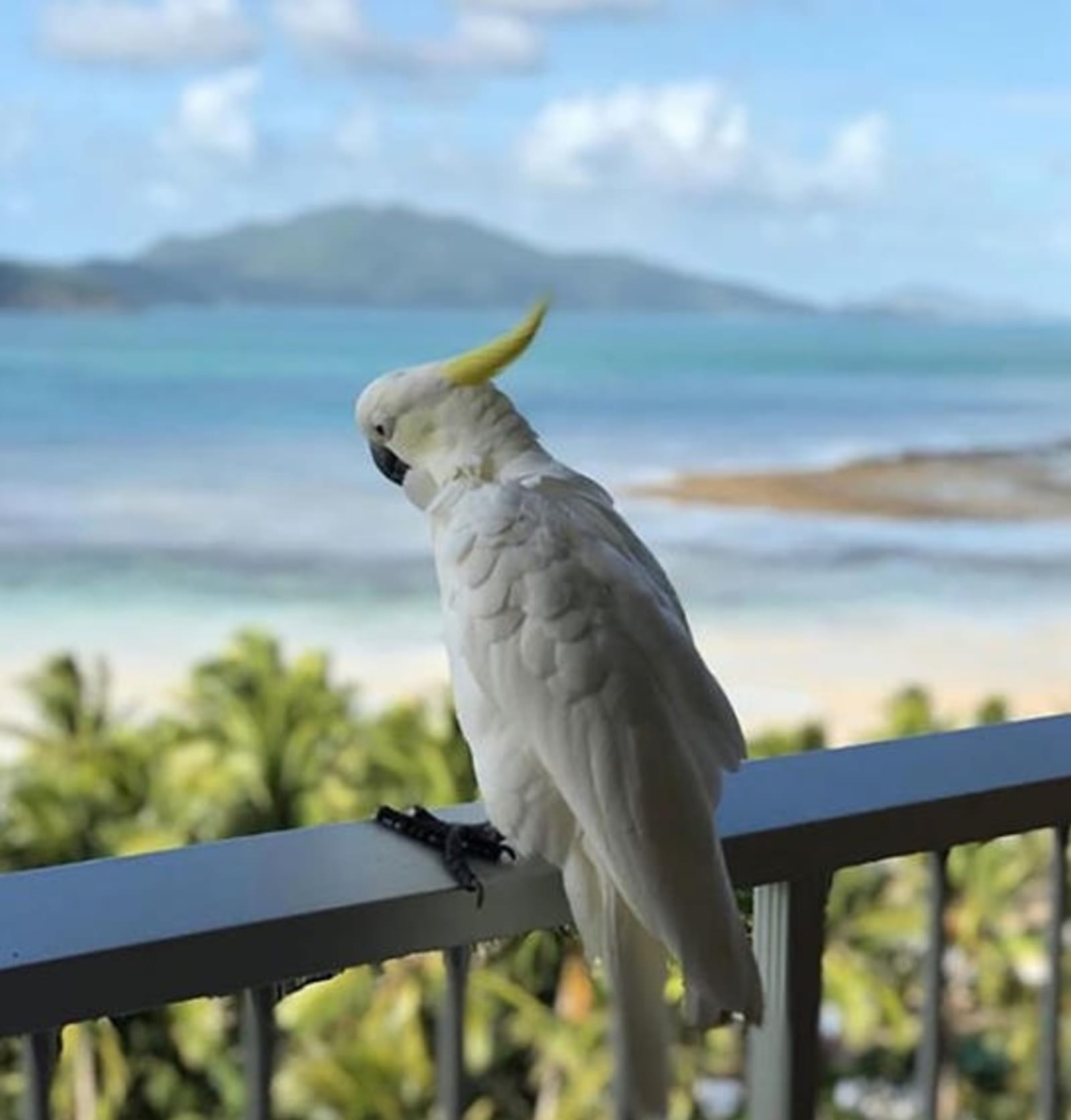 4 Animal Encounters on Hamilton Island, Queensland | Flight Centre UK