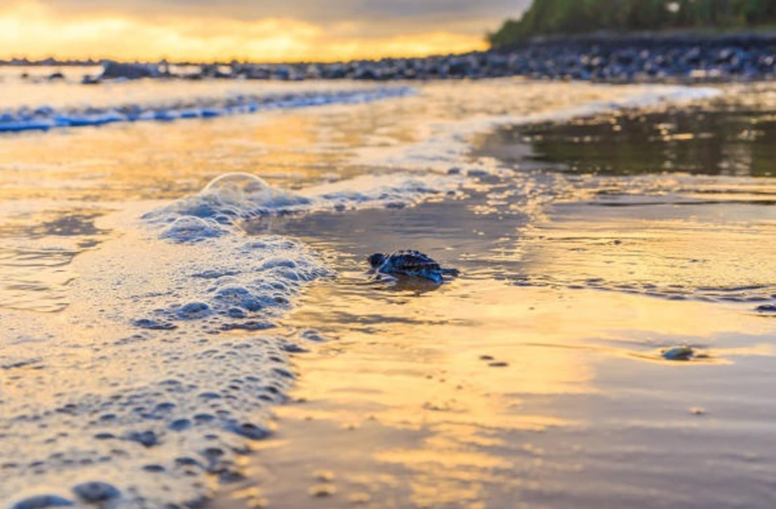 Watch Baby Turtles Hatching in Mon Repos | Flight Centre UK
