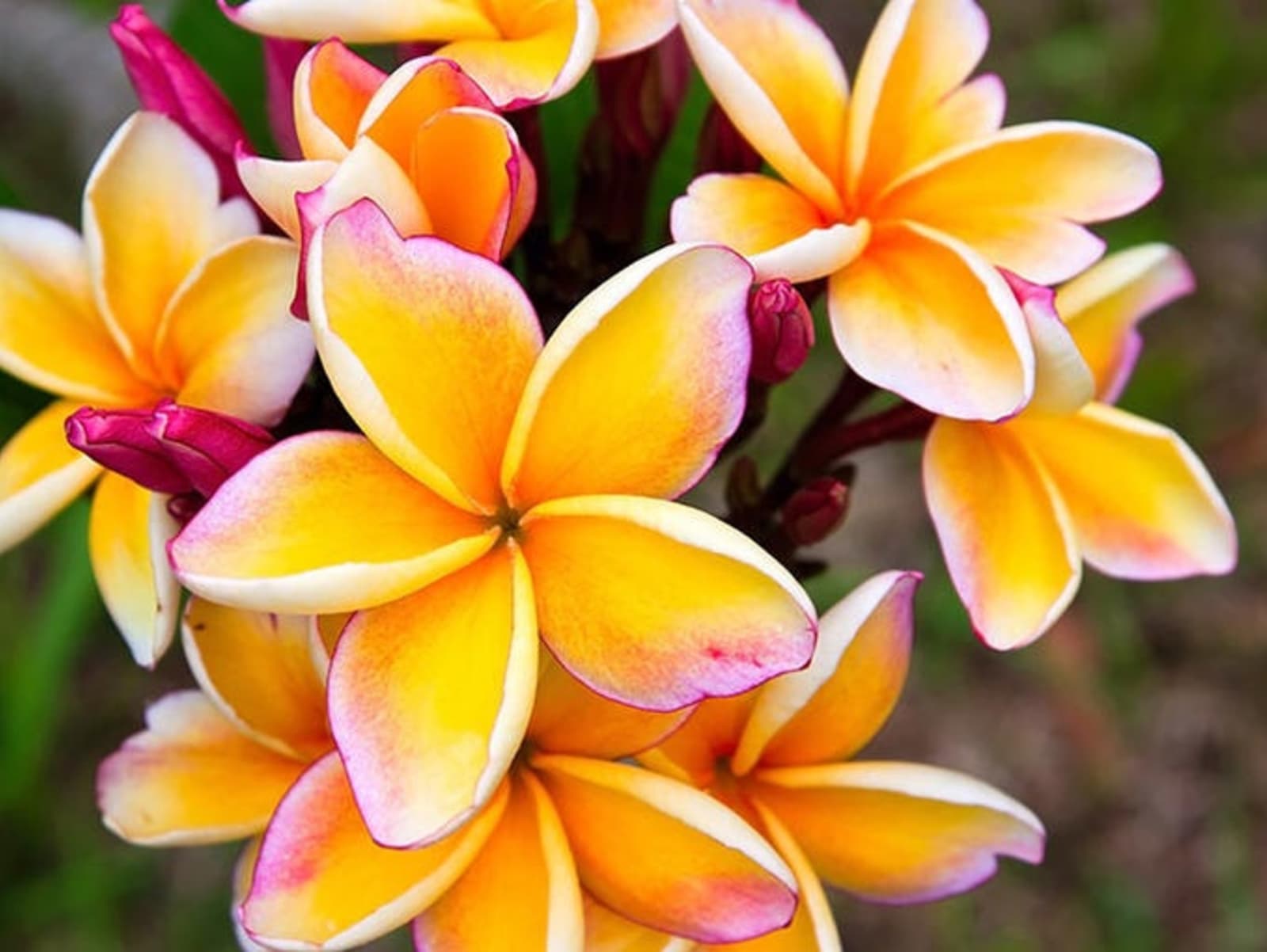 Queensland’s Most Beautiful Flowers And Where To See Them | Flight ...