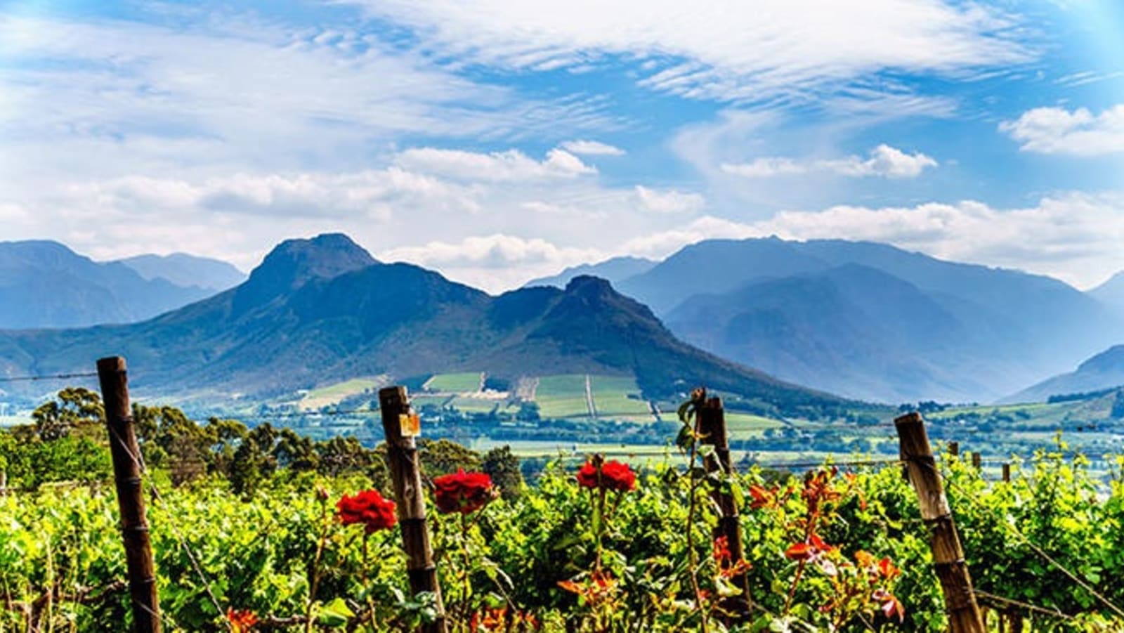 Discovering the Good Life on the Franschhoek Wine Tram | Flight Centre UK