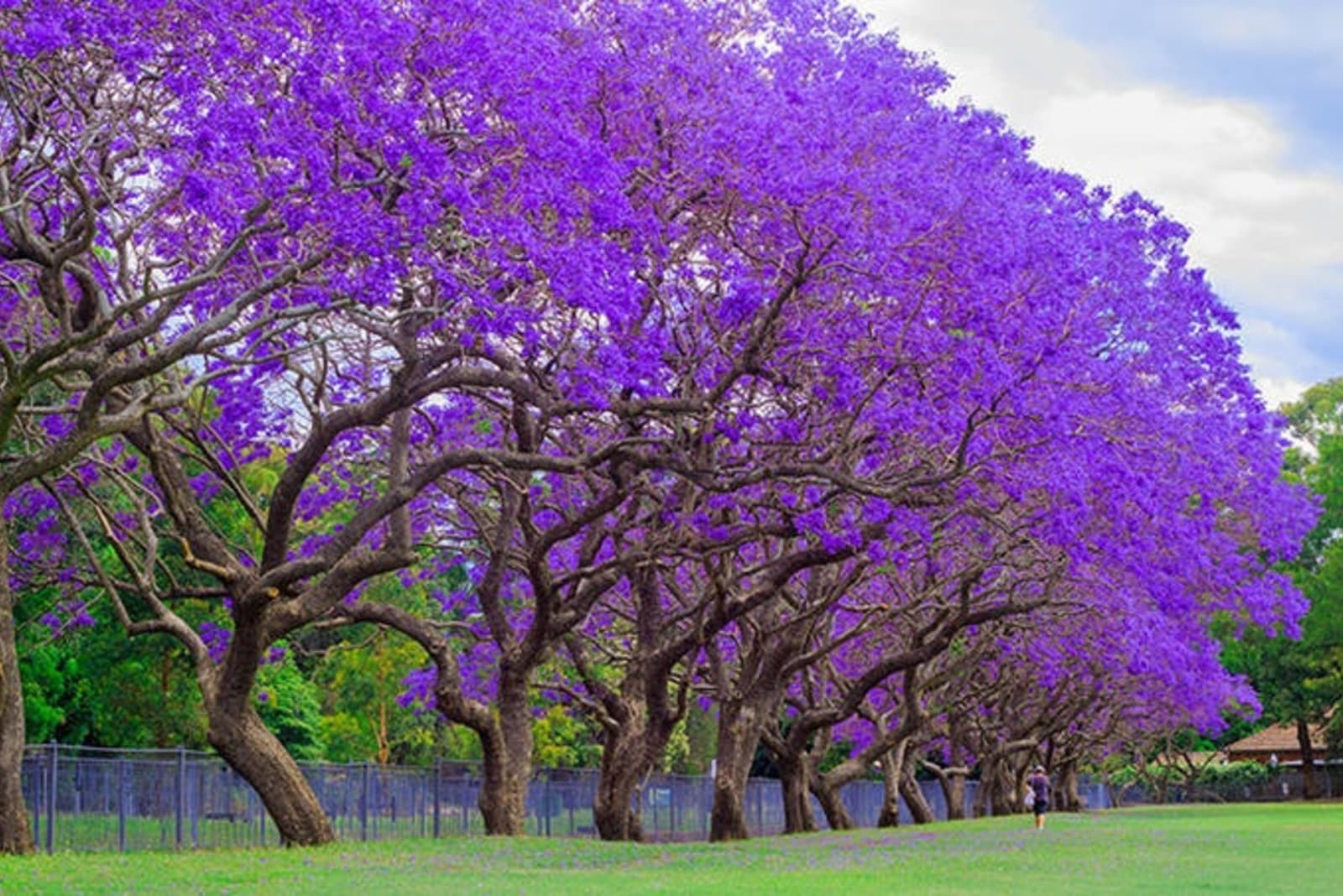 Queensland’s Most Beautiful Flowers And Where To See Them | Flight ...