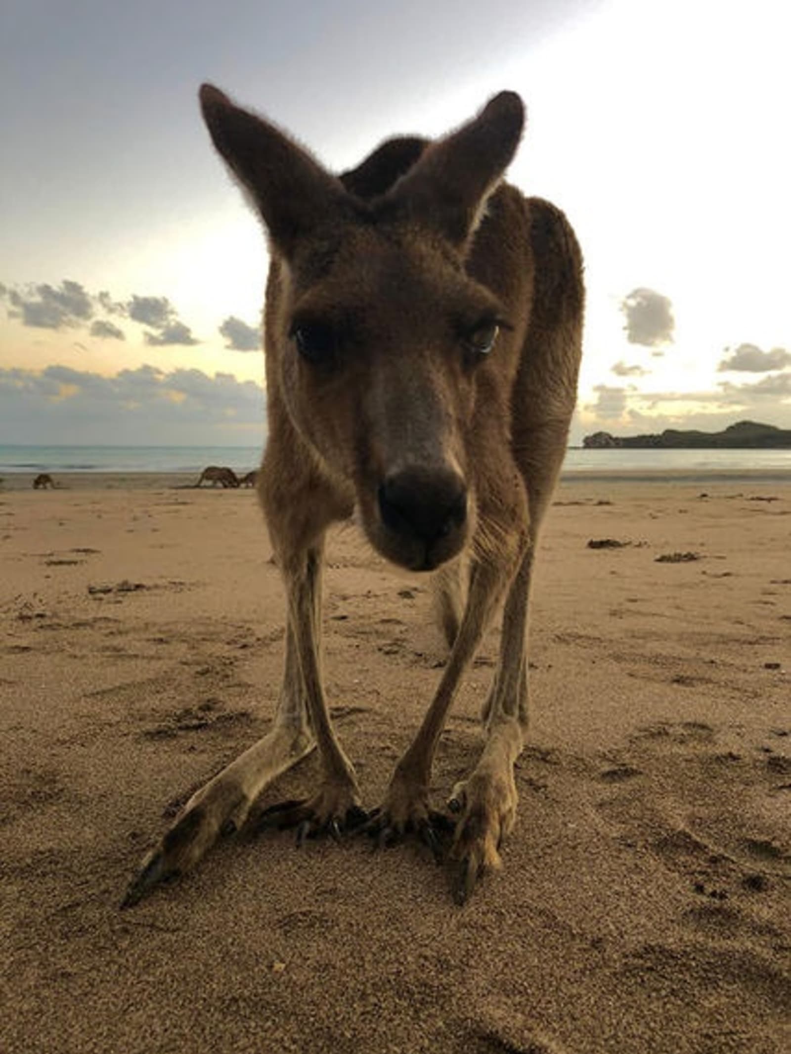 Our Favourite Australian Beach for Kangaroo Encounters | Flight Centre UK