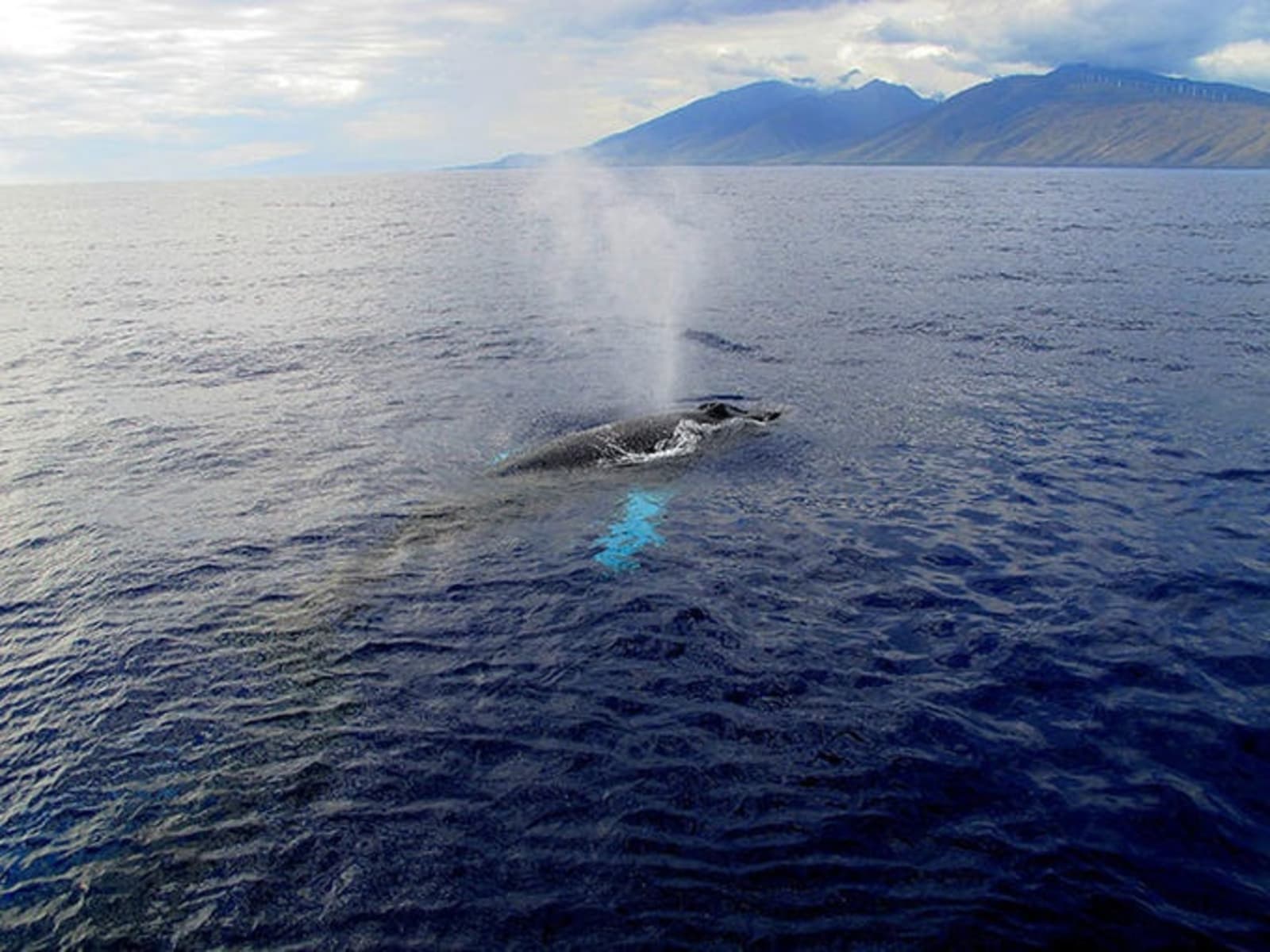 8 Of the Best Places in the World to Go Whale Watching | Flight Centre UK