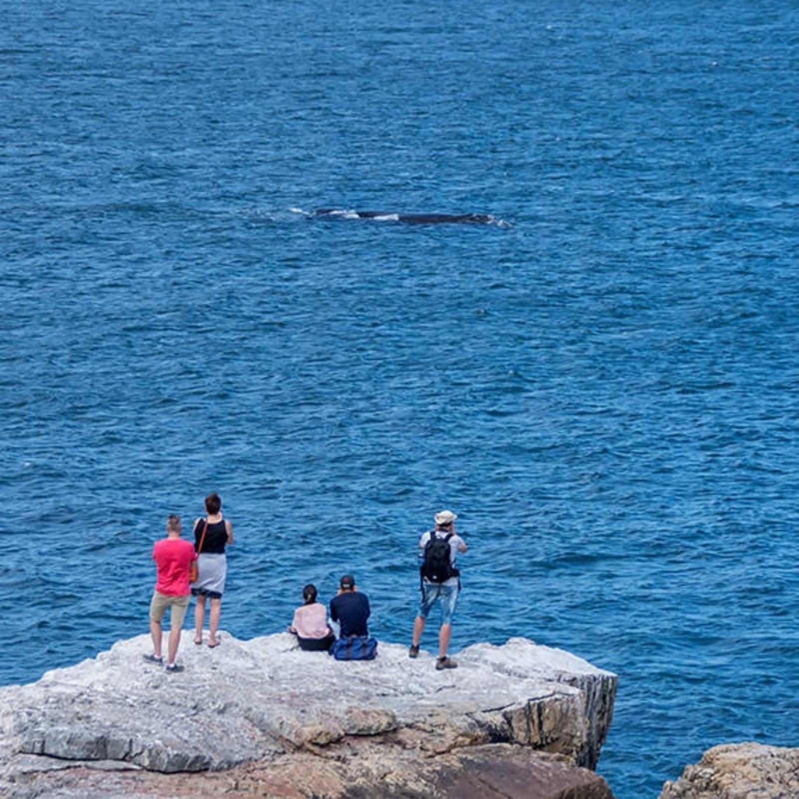 8 Of the Best Places in the World to Go Whale Watching | Flight Centre UK