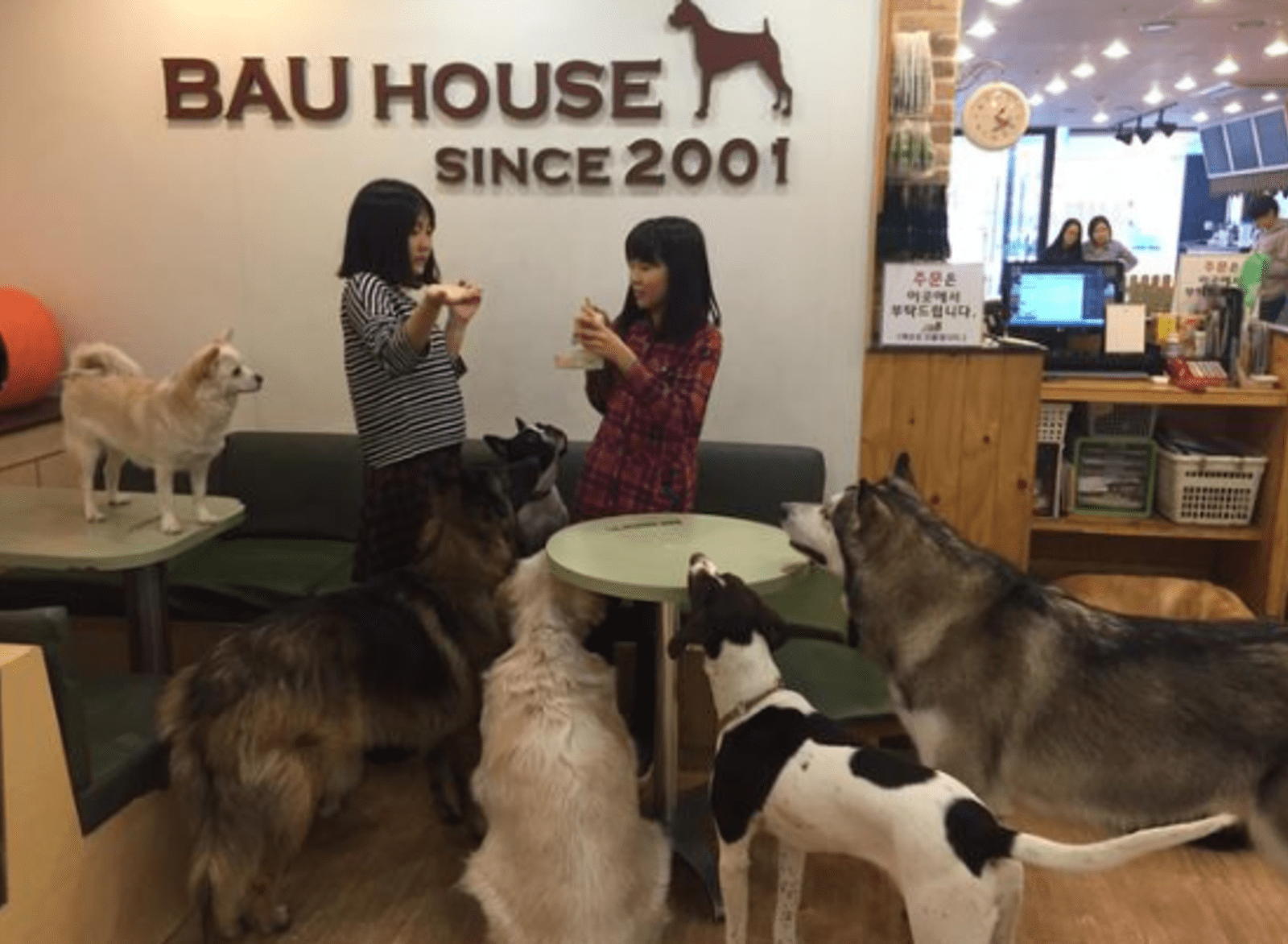 Animal Cafés: The World’s Newest Trend | Flight Centre UK