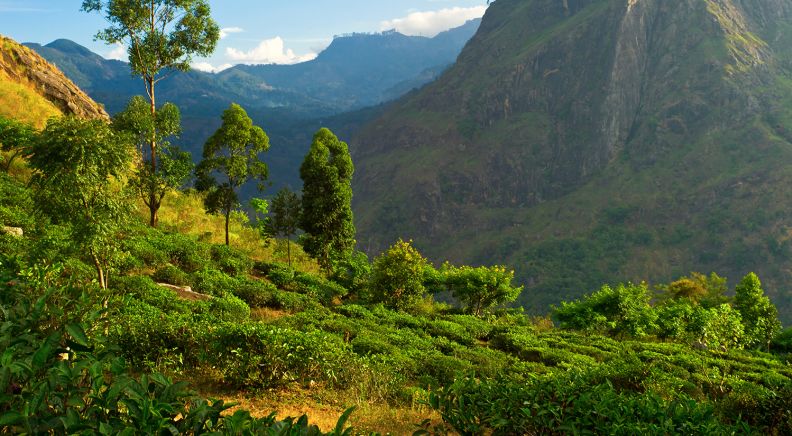 Colombo, Caves & Kandy | Flight Centre